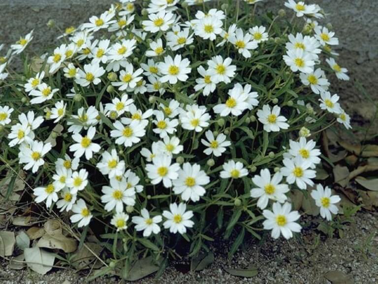 Daisies vs. Asters: What is the Difference? - Ryno Lawn Care, LLC