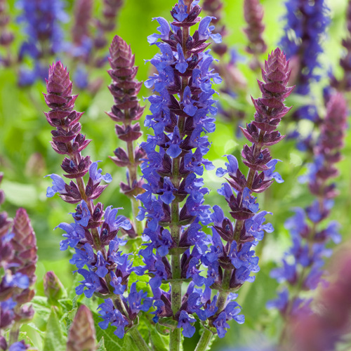Top 5 Blue Salvia Varieties - Ryno Lawn Care, LLC