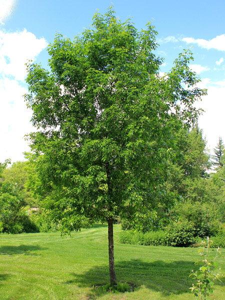 ash tree – Ryno Lawn Care, LLC