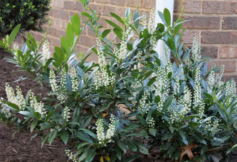 Best Native Texas Shrubs For Your Landscape - Ryno Lawn Care, LLC