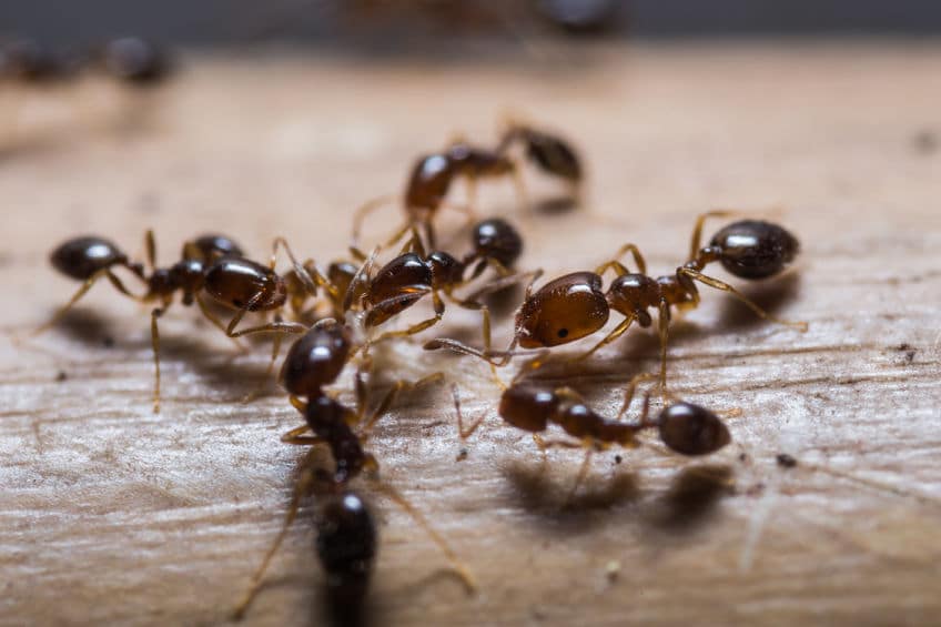 Fire Ant/Flea/Tick: Learn How to Control These Pests