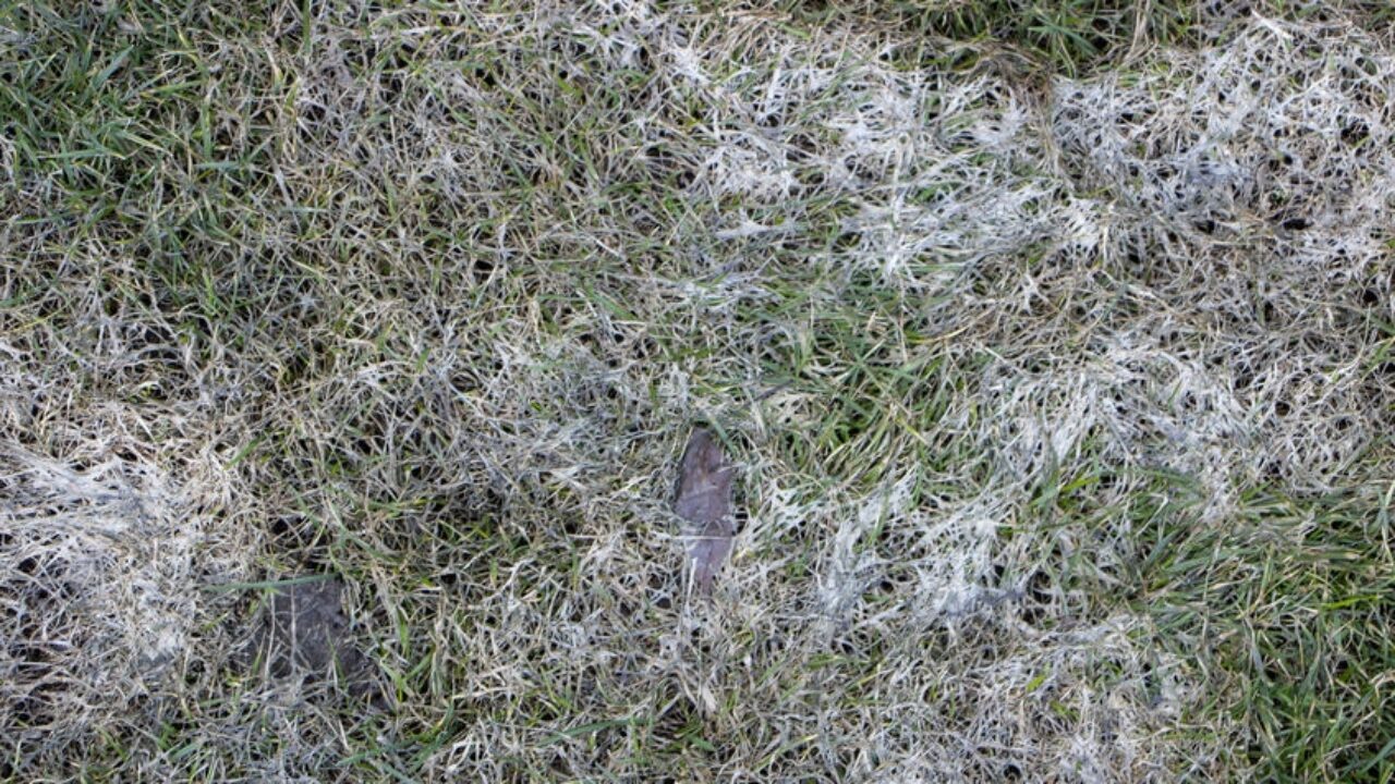 Grass mold store