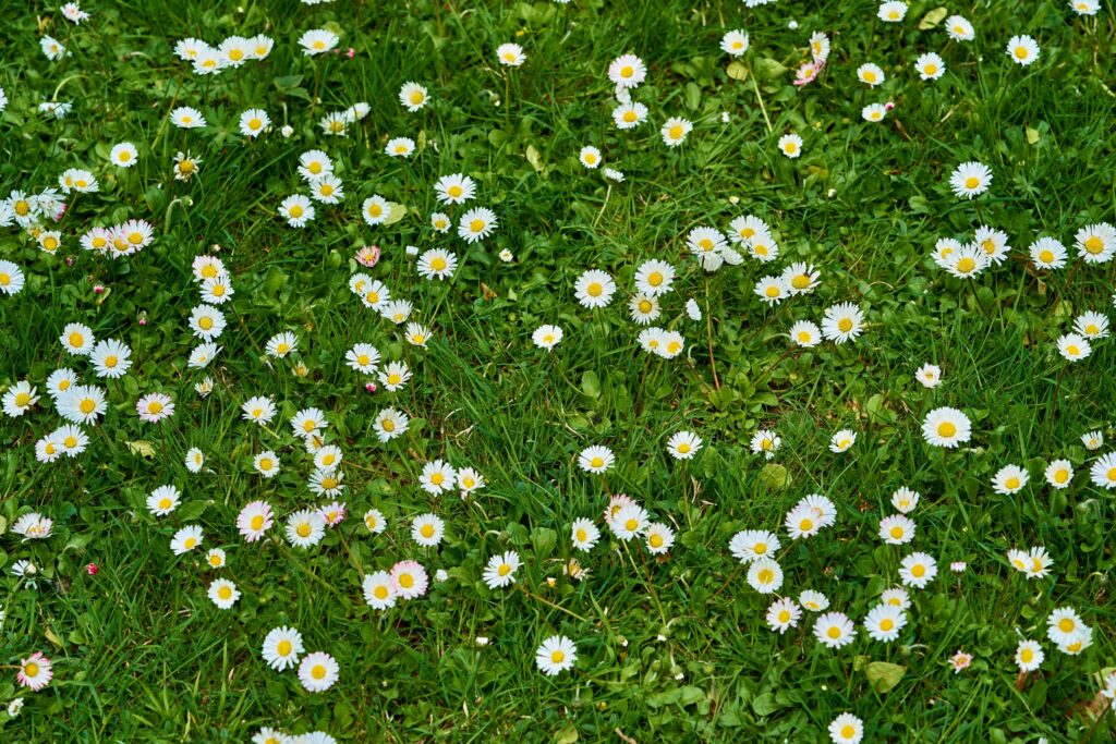 How to Get Rid of Aster Weed- Control Winter Weeds in Lawn