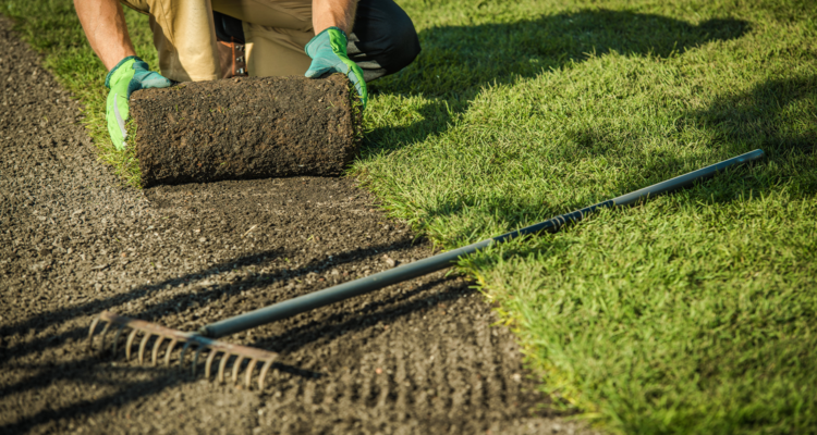 How to Prevent Weeds from Growing in New Sod