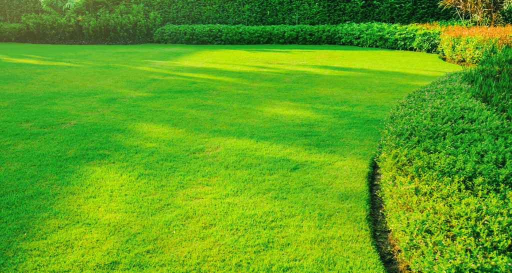 How to Fix Thin Bermuda Grass & Get a Dense, Lush Lawn