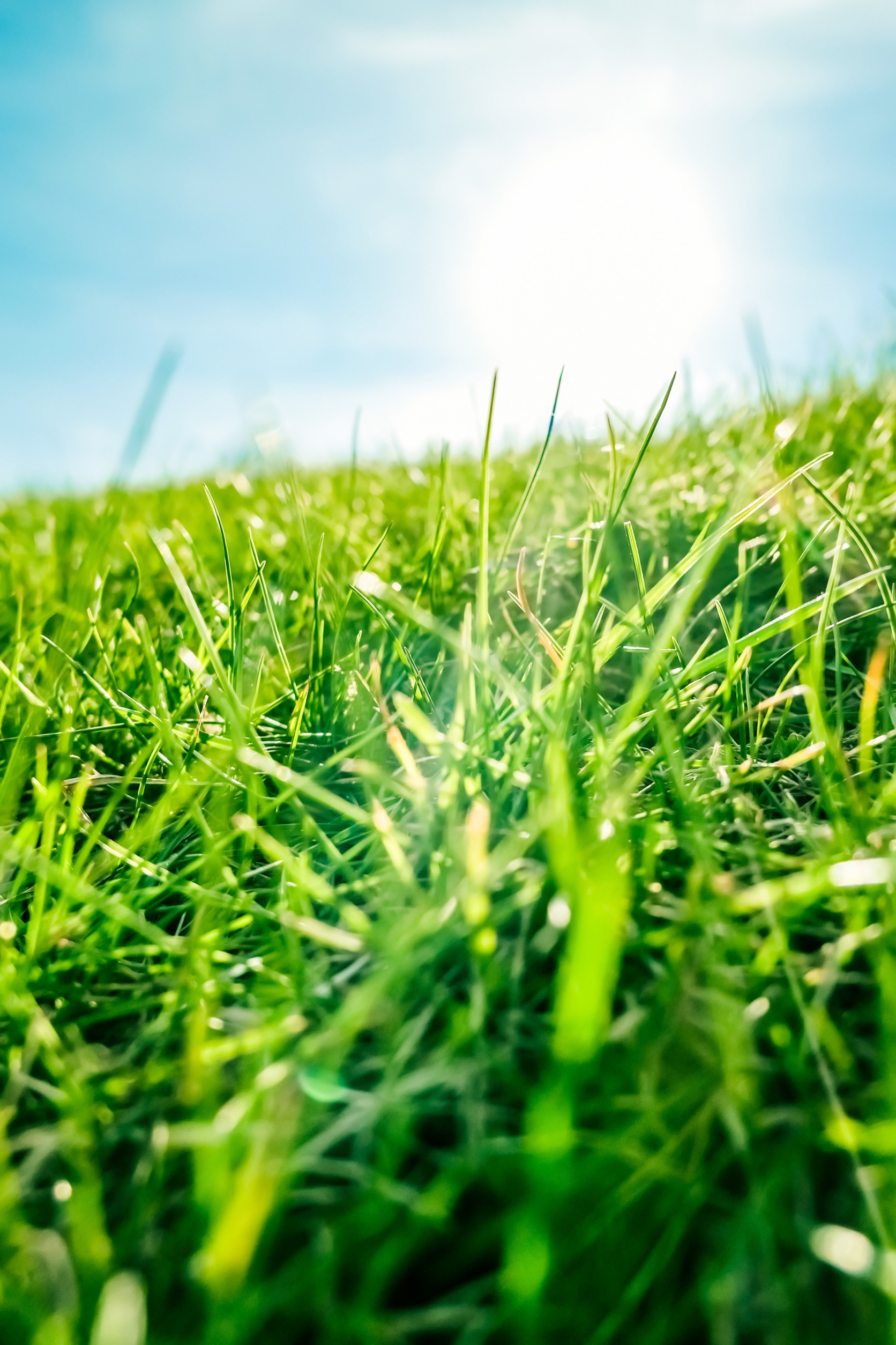 Get Rid of Grassburrs & Grass Stickers in Your Yard in 2025