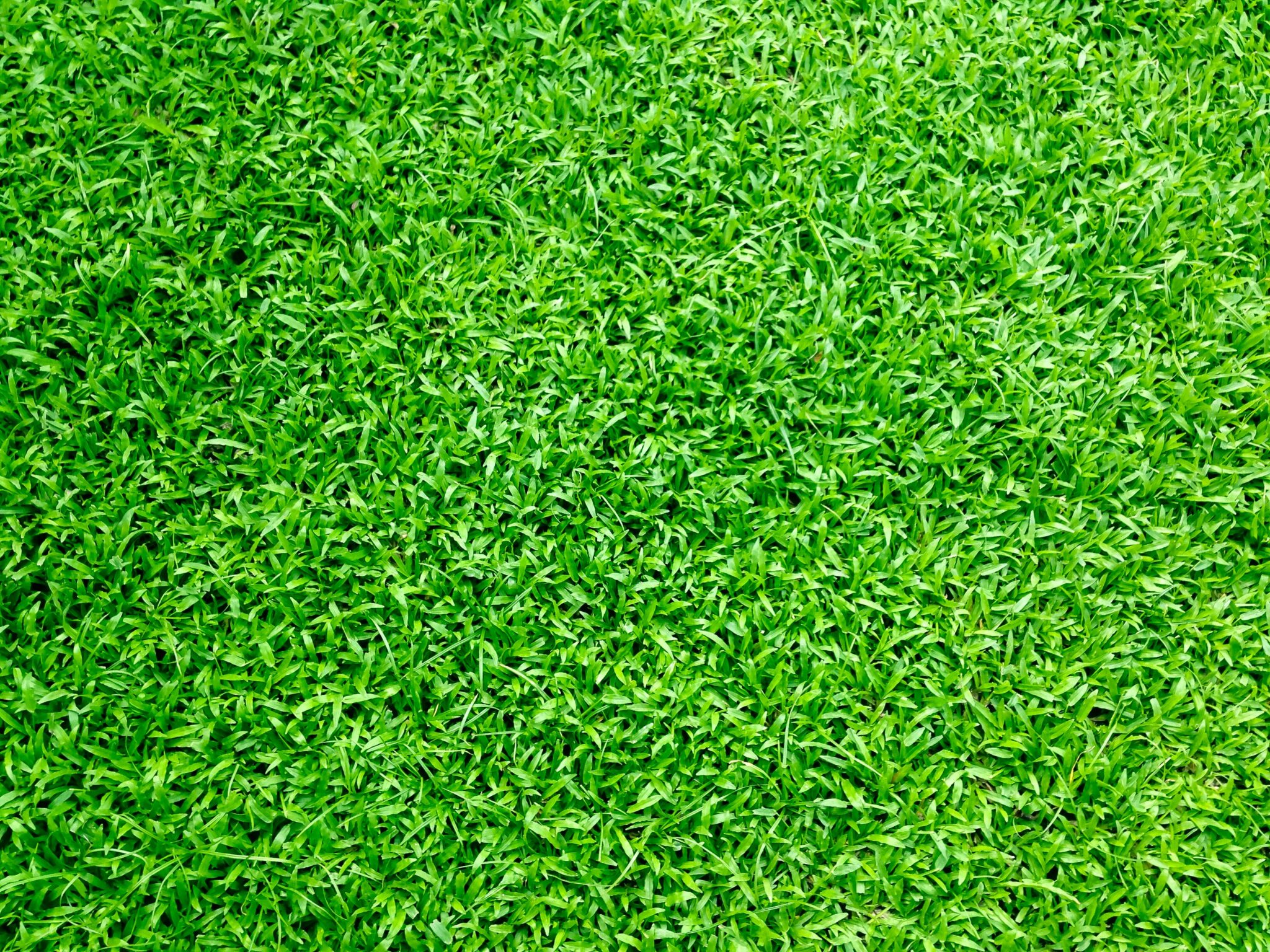 How and when to top dress a lawn