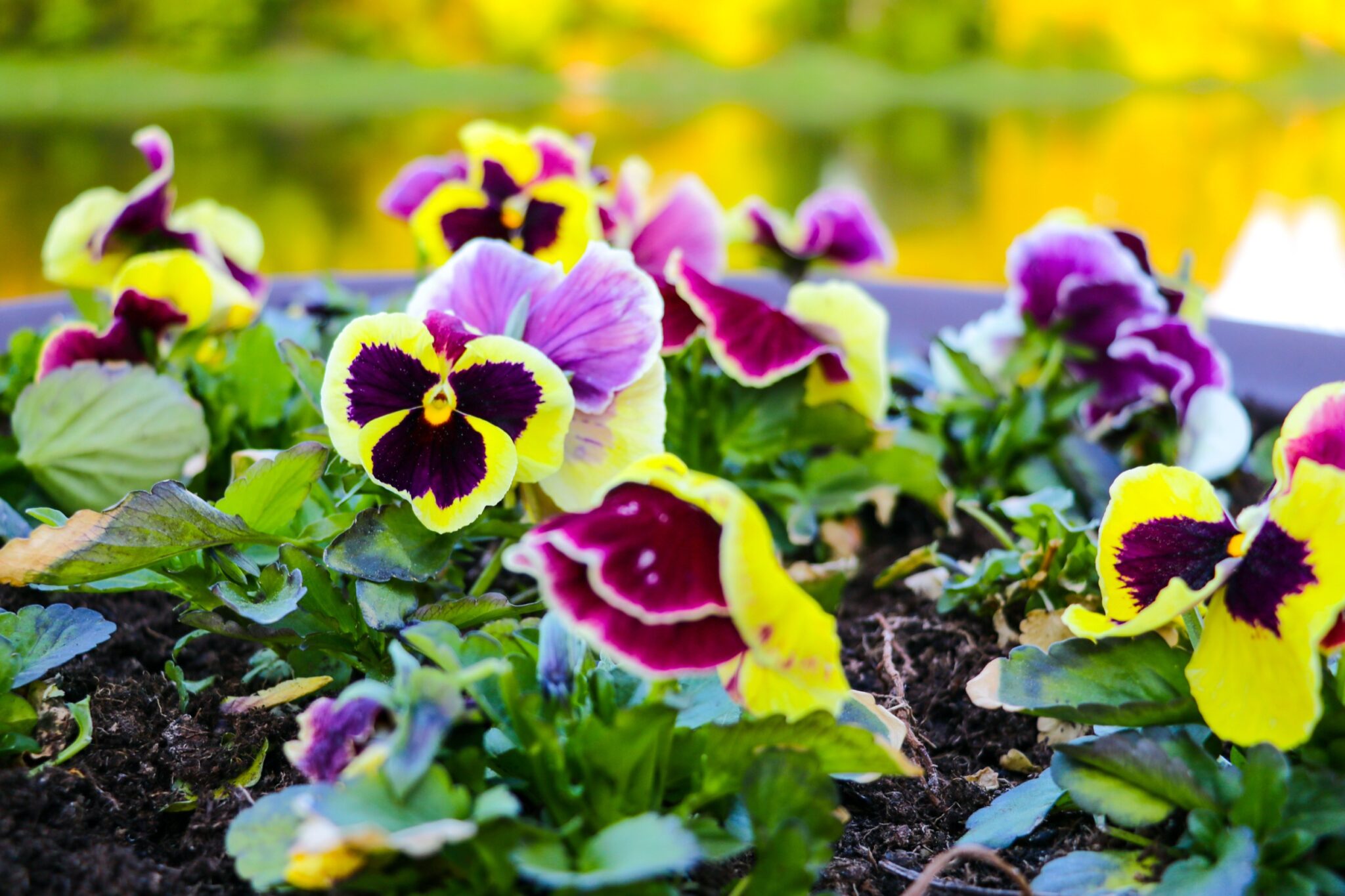 Planting Fall Annuals- Pansies, Kale, and Cabbage