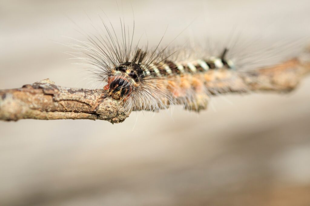 Insect Control for Trees and Shrubs- What You Need to Know