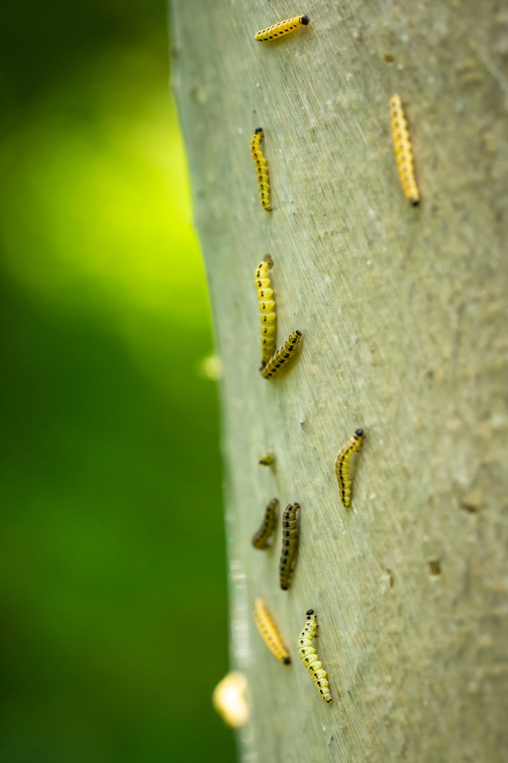 Insect Control for Trees and Shrubs- What You Need to Know