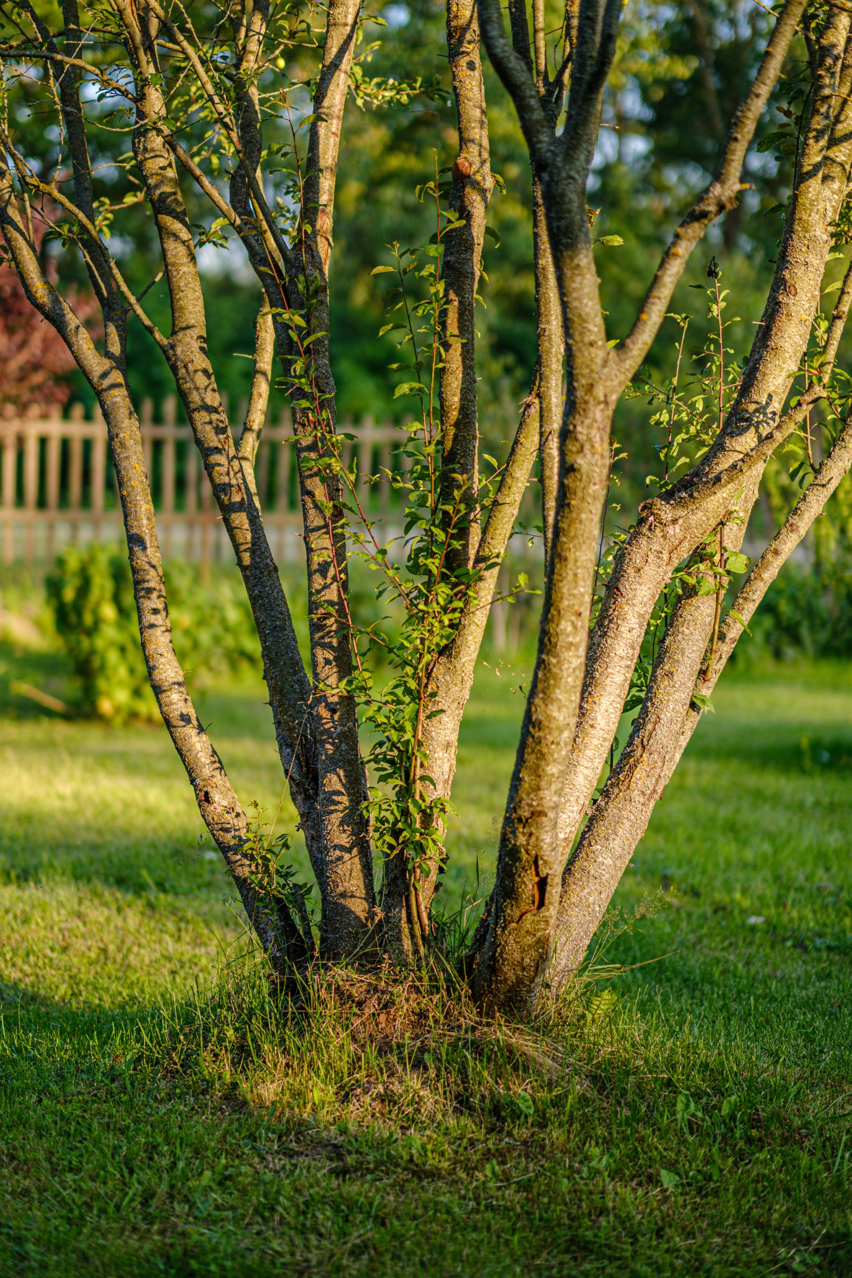 When to Fertilize a Tree- A Comprehensive Guide for Healthy Trees