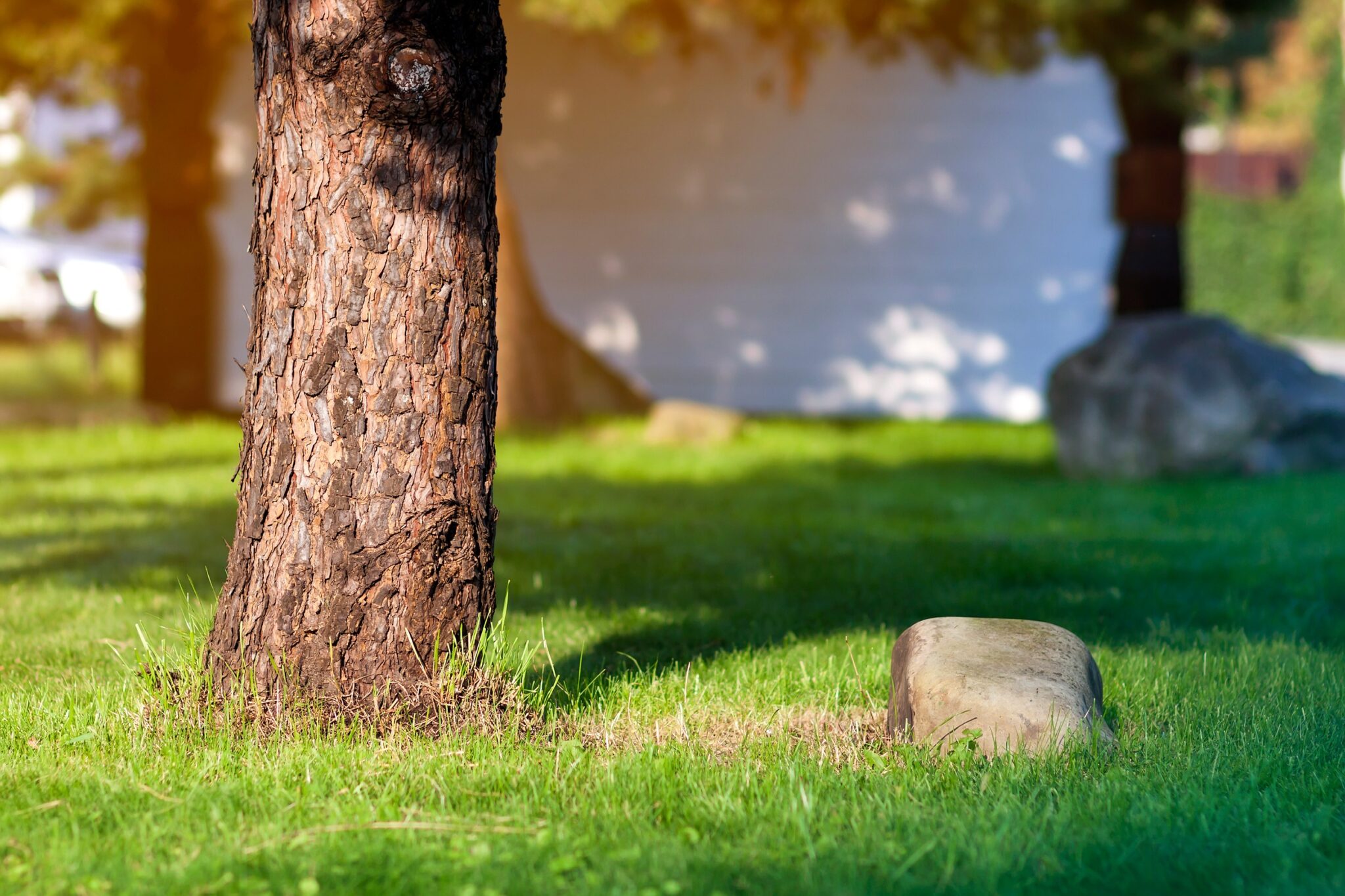 When to Fertilize a Tree- A Comprehensive Guide for Healthy Trees