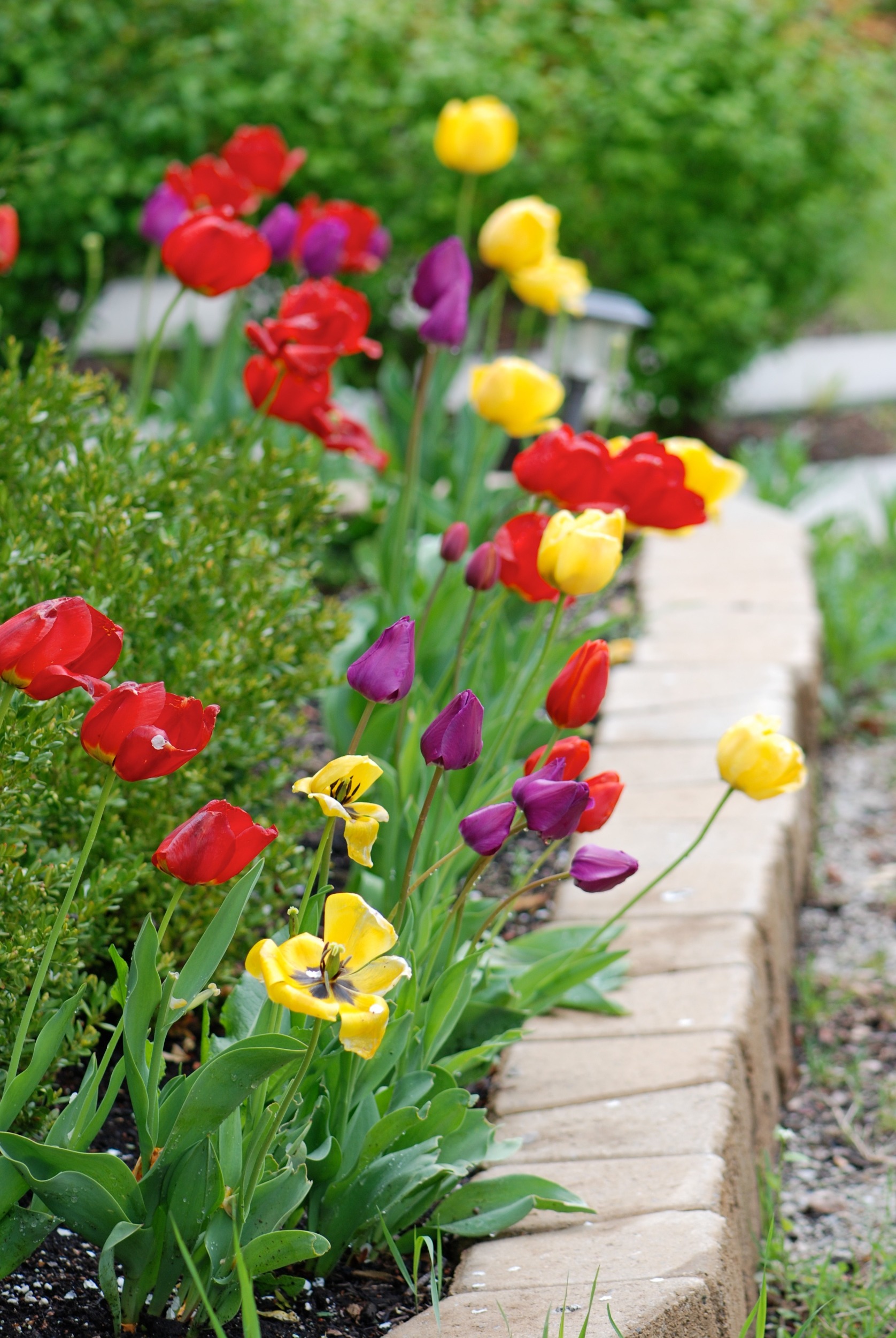 Flowerbed Landscaping | Ryno Lawn Care LLC