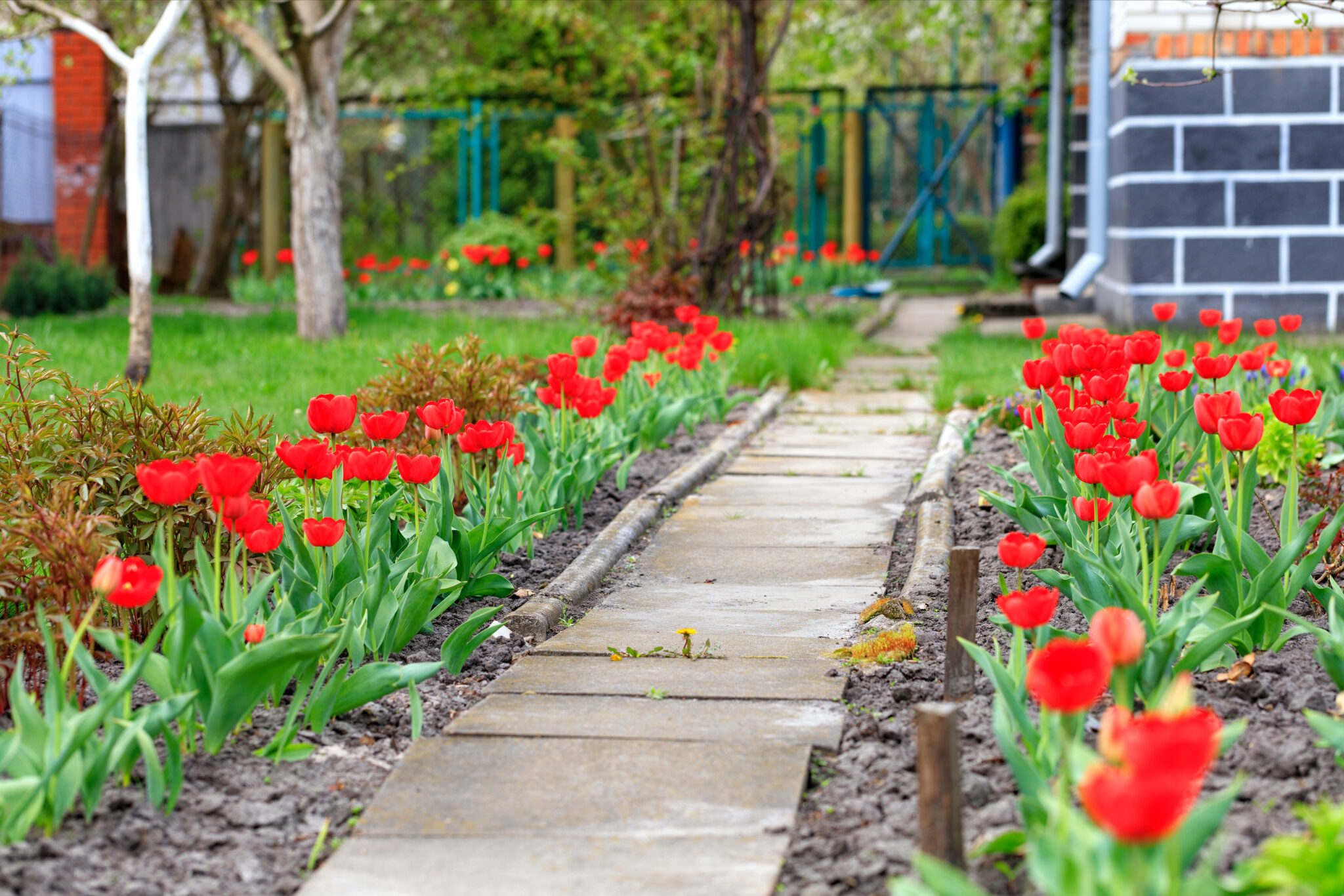 When to Plant Spring Flowers to Ensure Healthy Growth