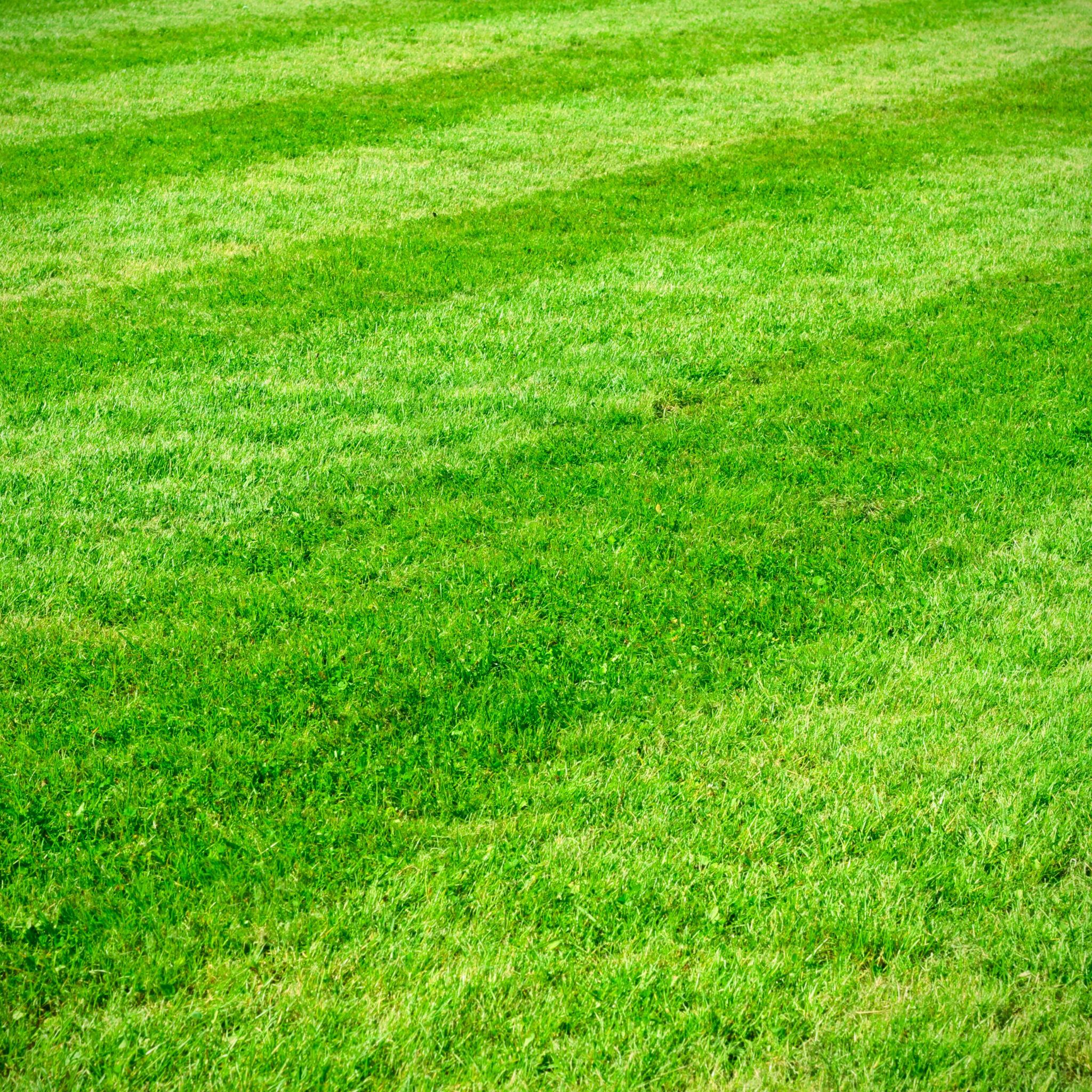 How to Make a Lawn Green Again