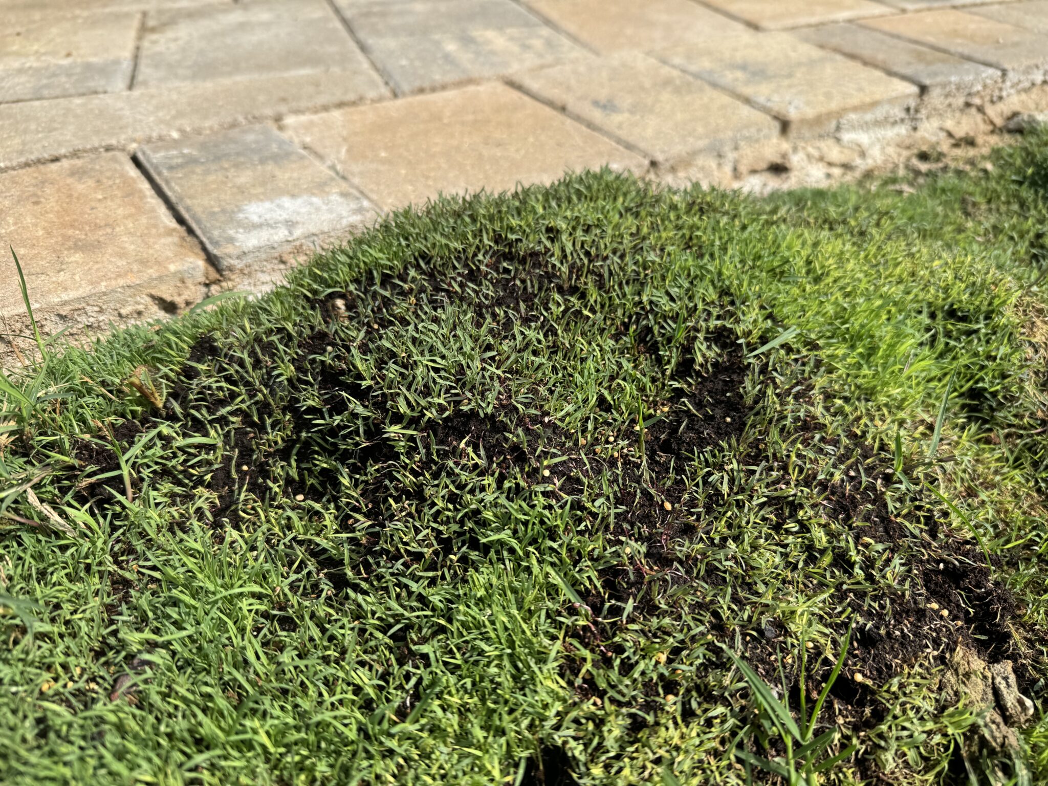 When Do Lawns Come Out of Dormancy? A Helpful Guide