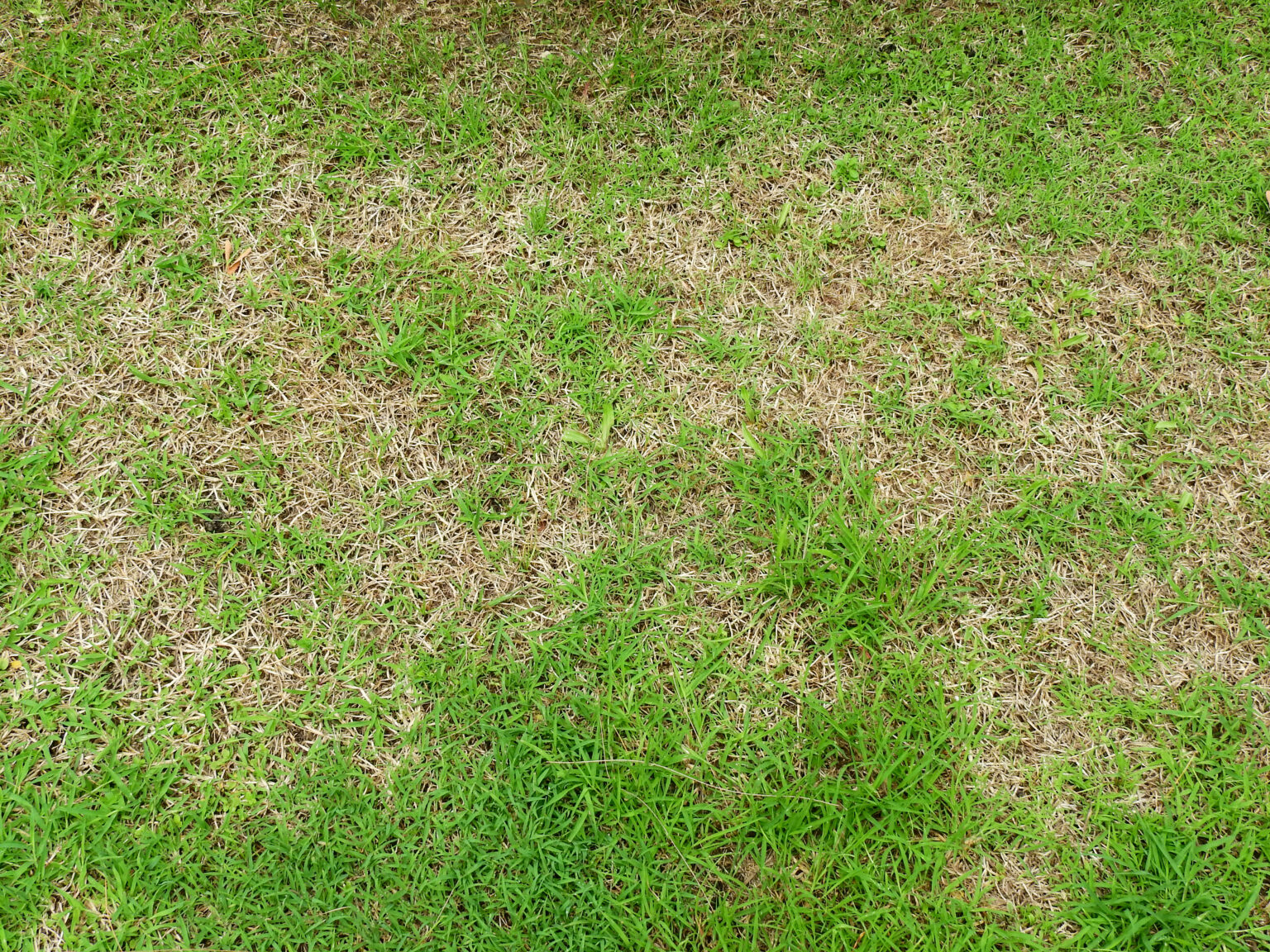 Patchy Lawn Repair: Spring Fertilization and Pre-Emergent Fixes