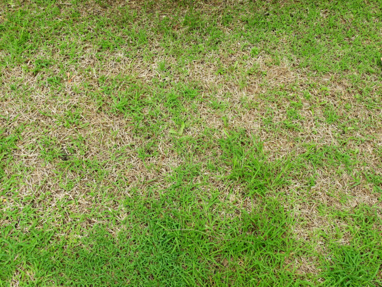 How to Fix Heat Stress in Lawn
