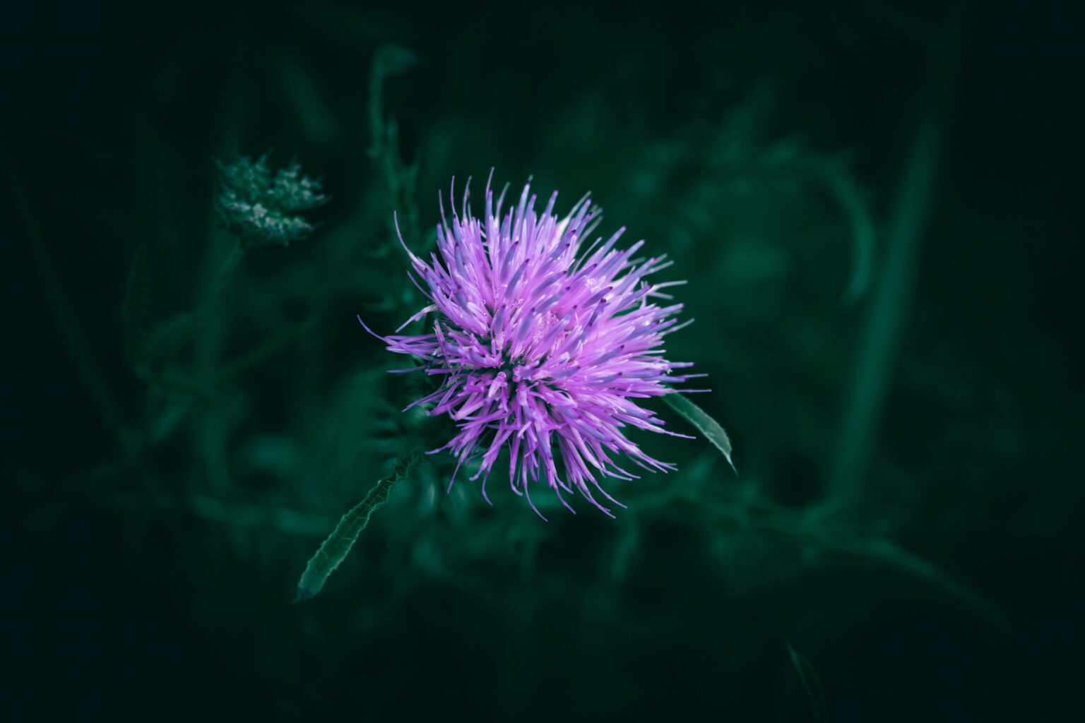 How to Control Thistle Weeds and Keep Them Gone